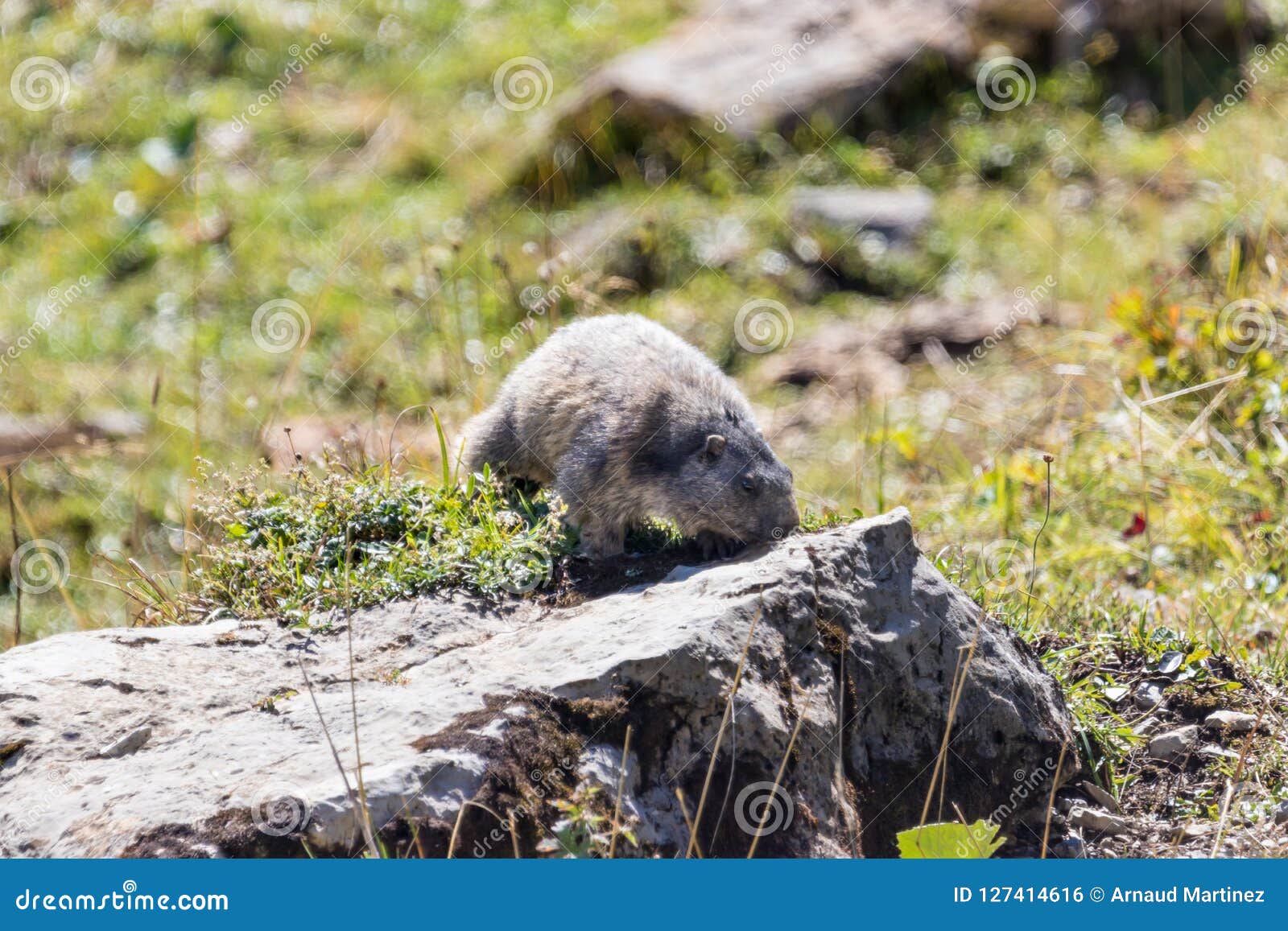 Marmot Posing from the Alps Stock Photo - Image of rodentia, genus ...