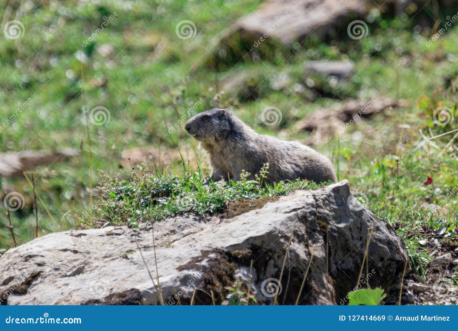 Marmot Posing from the Alps Stock Image - Image of genus, graze: 127414669