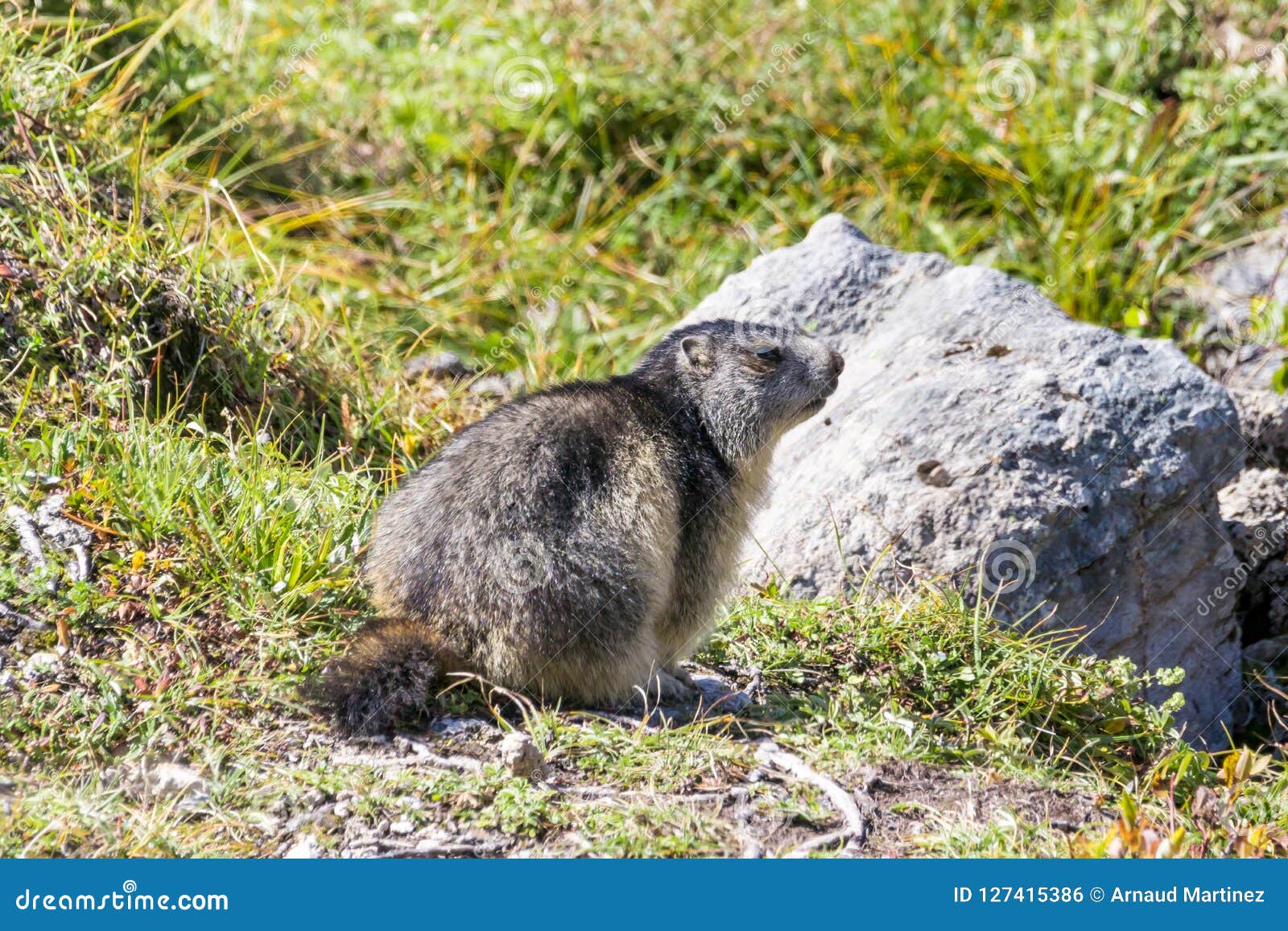 Marmot Posing from the Alps Stock Photo - Image of environment, group ...