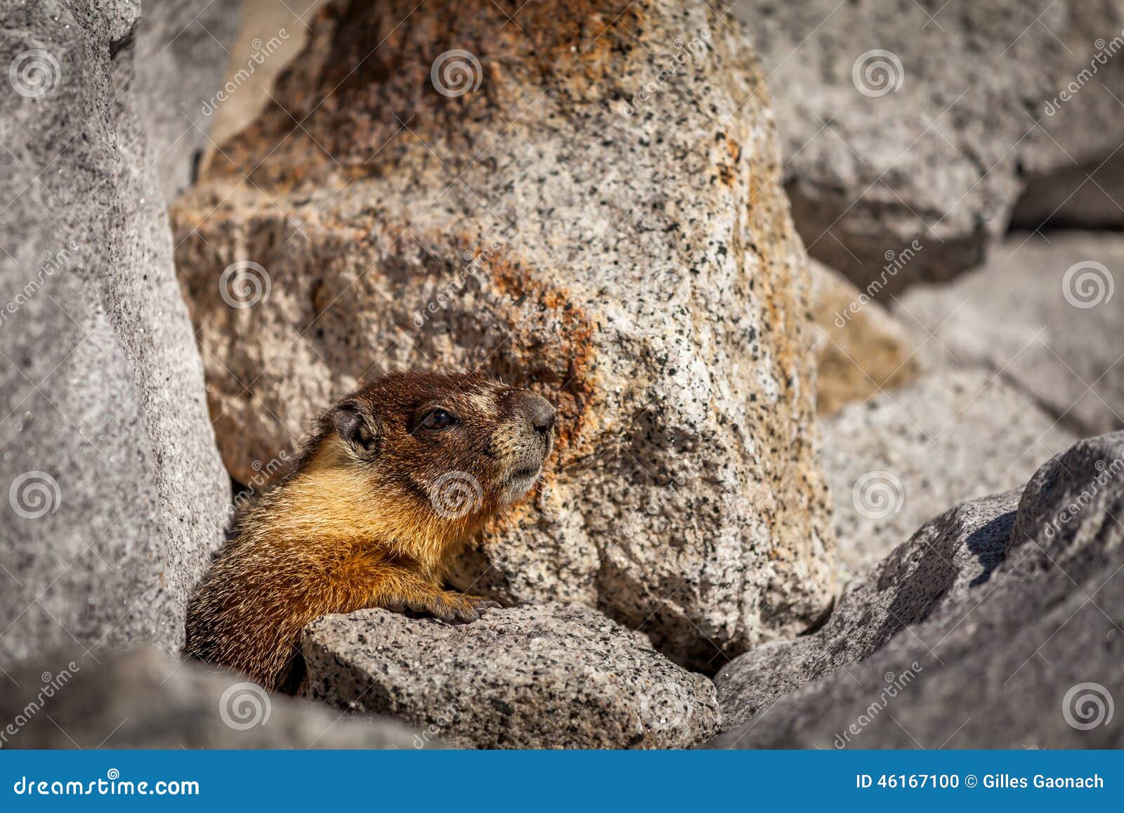 Marmot profile stock photo. Image of watching, profile - 46167100