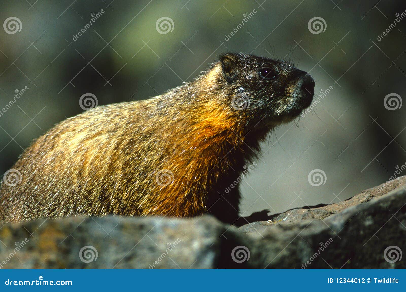 Marmot on a Rock stock photo. Image of country, wildlife - 12344012