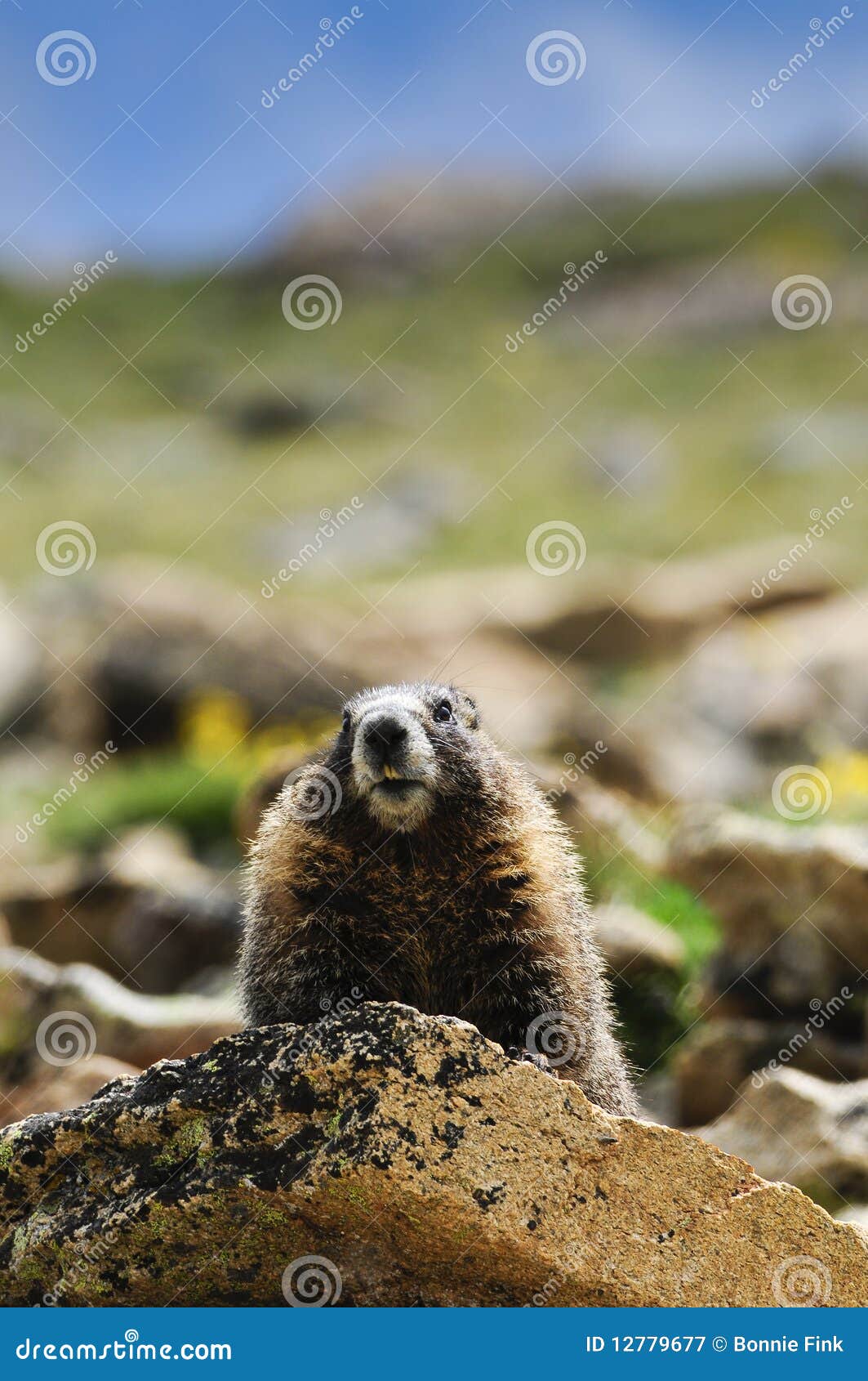Marmot on a Rock stock image. Image of yellow, america - 12779677