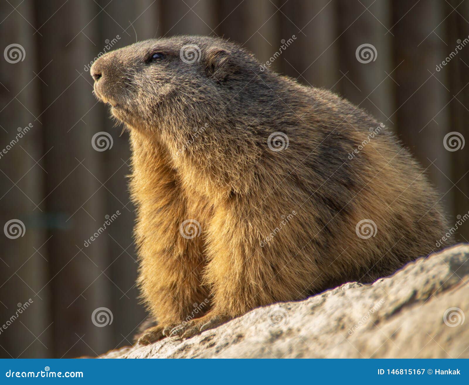 Marmot on rock stock image. Image of ground, animal - 146815167