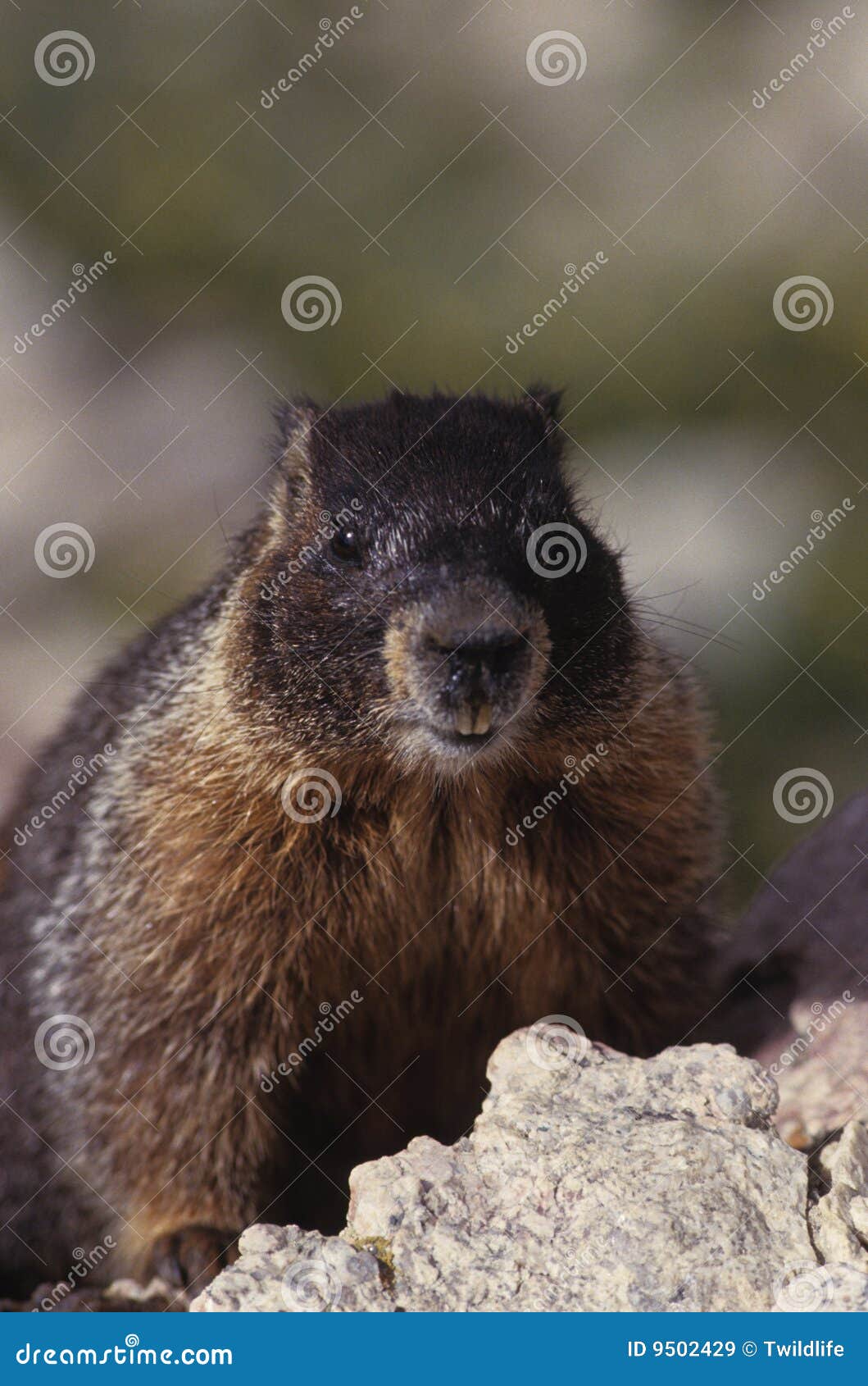 Marmot on a rock stock image. Image of high, country, rodent - 9502429