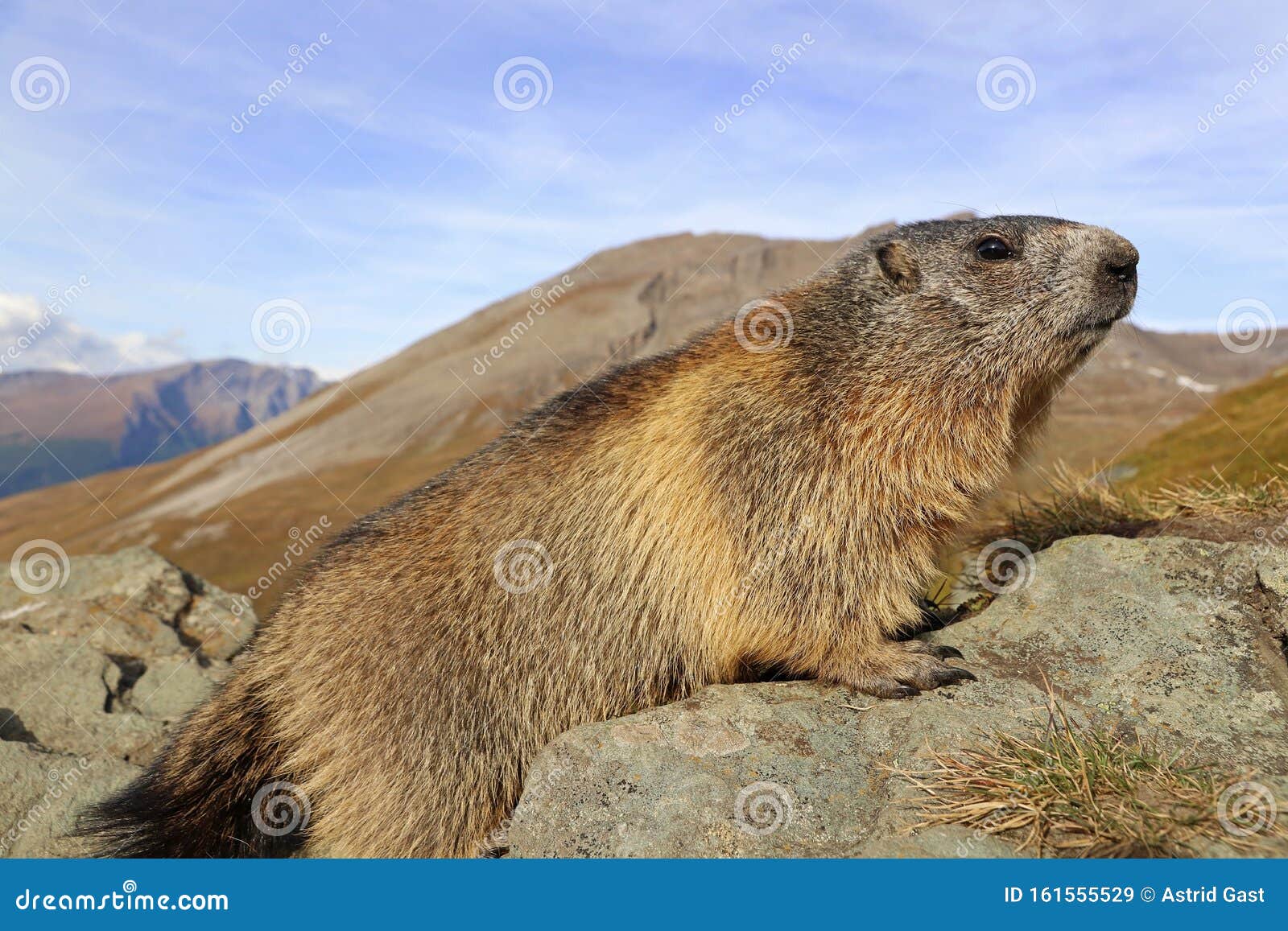 A Marmot on a Rock in the Mountains of Austria Stock Image - Image of ...