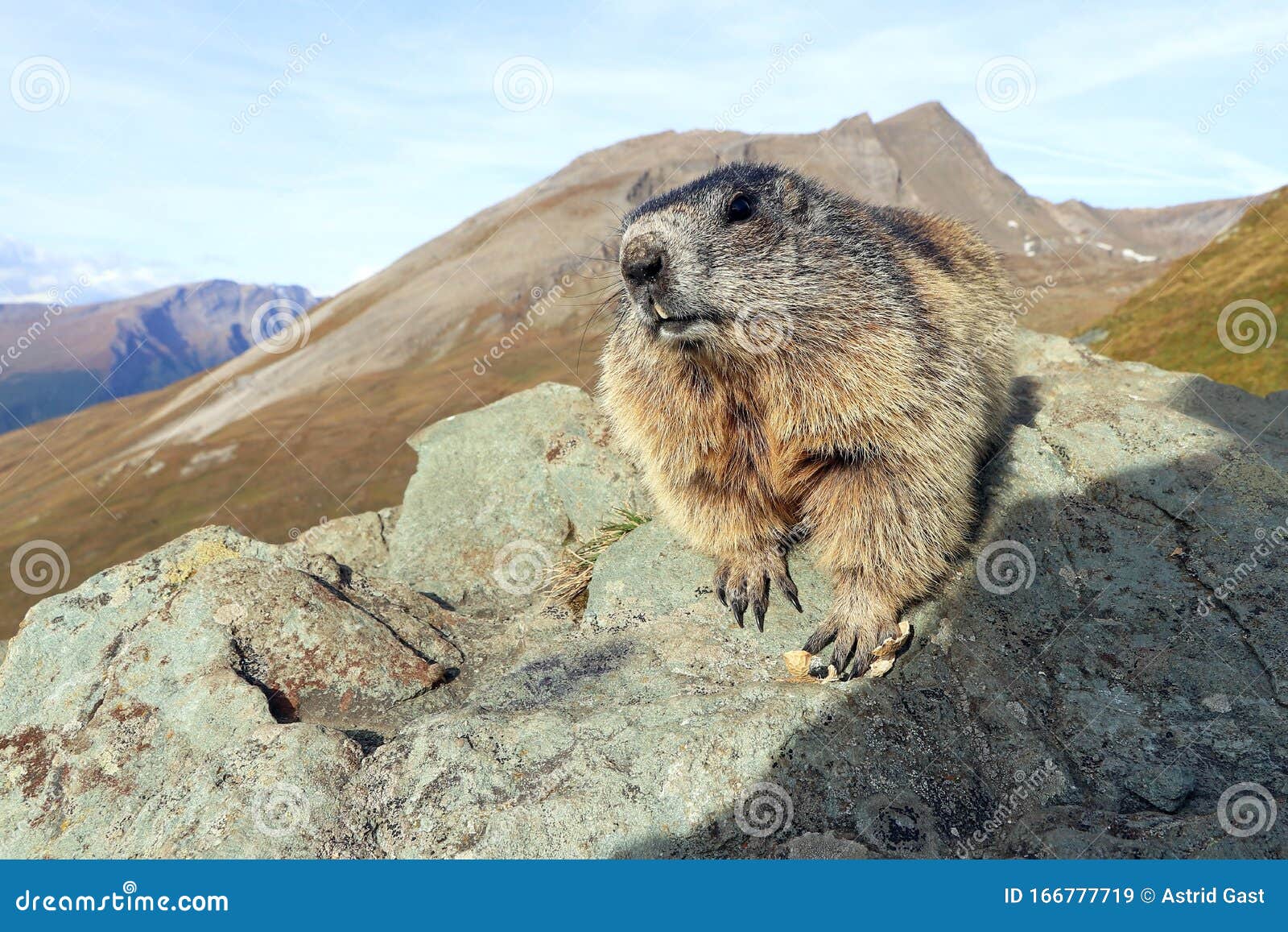 A Marmot on a Rock in the Mountains of Austria Stock Image - Image of ...