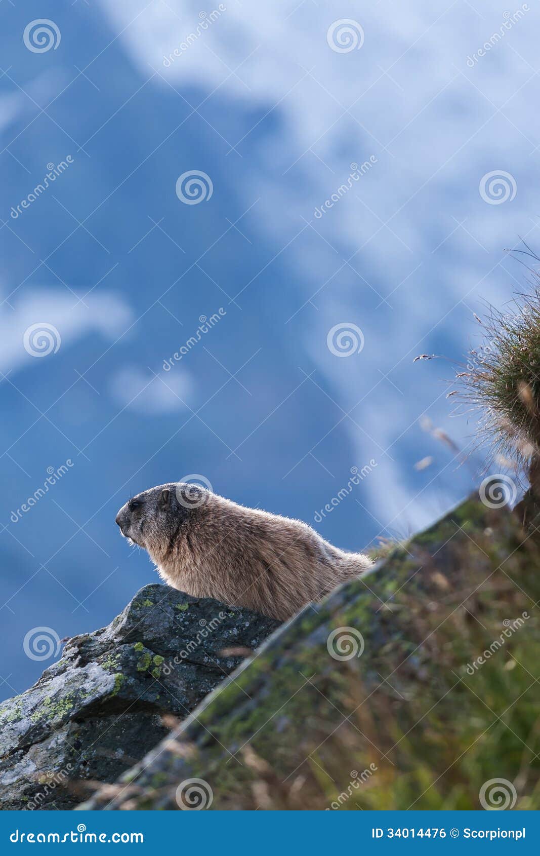 Marmot on a Rock in the Mountains Stock Photo - Image of fauna, alpine ...