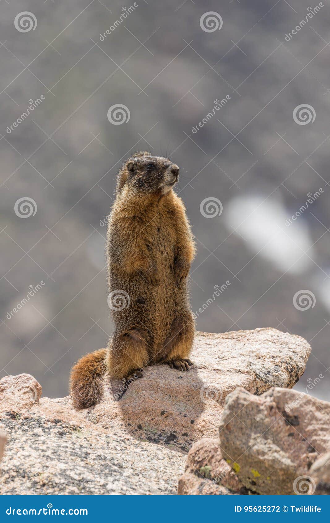 Marmot on Rock stock photo. Image of animal, outdoors - 95625272