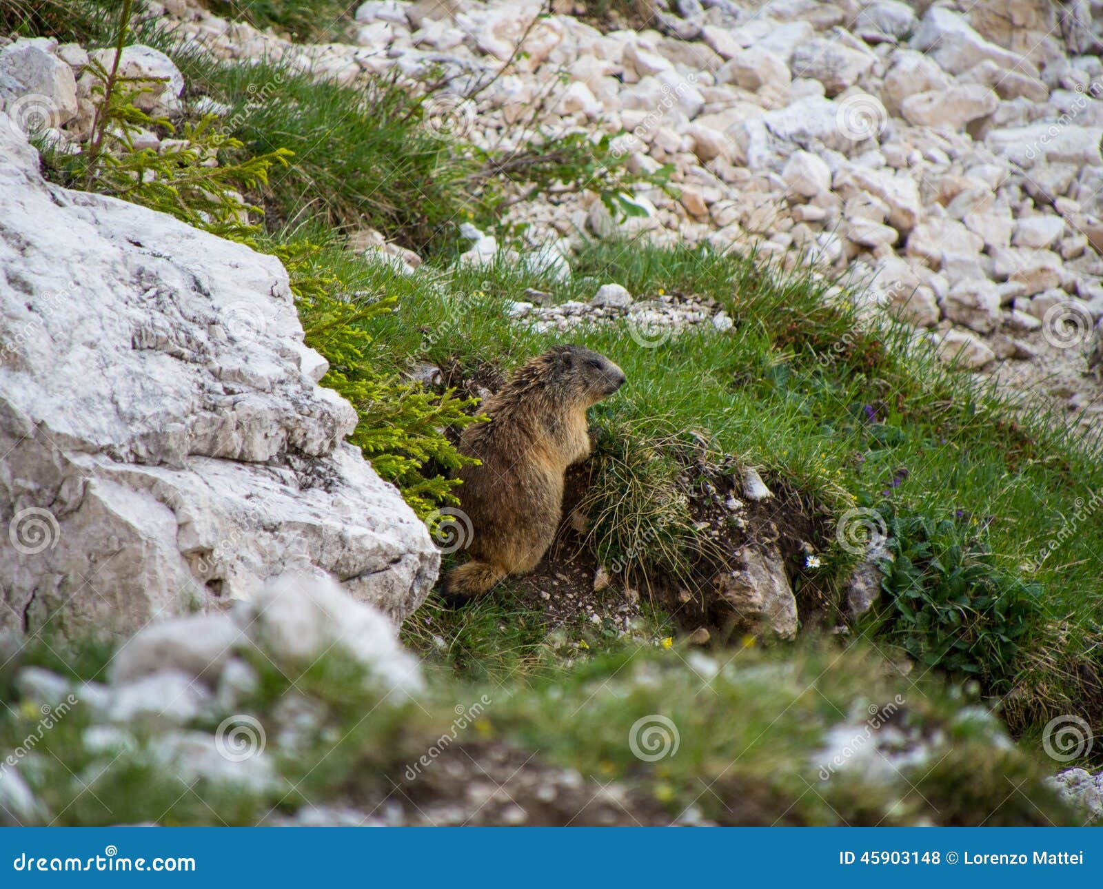 A Marmot in the Rocks, Dolomites, Italy Stock Photo - Image of grass ...