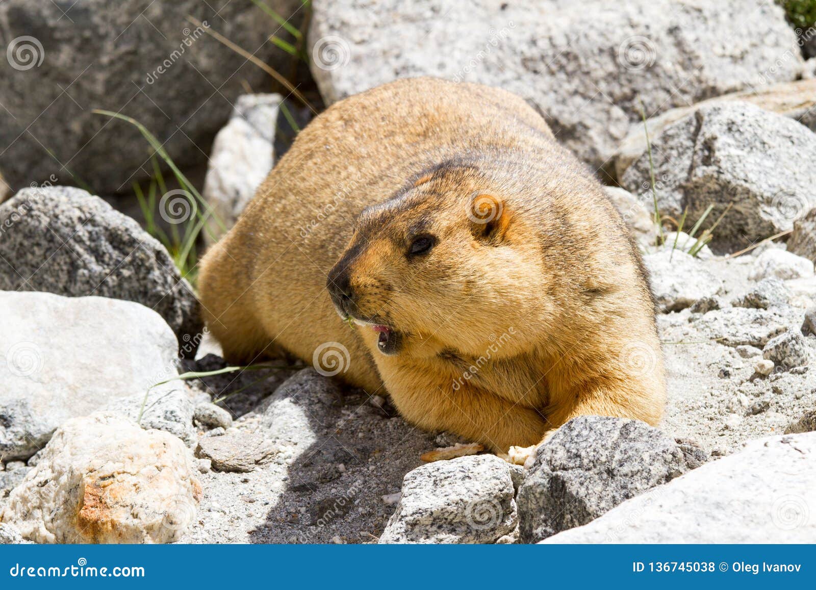 Marmot on the rocks stock photo. Image of animal, surprising - 136745038
