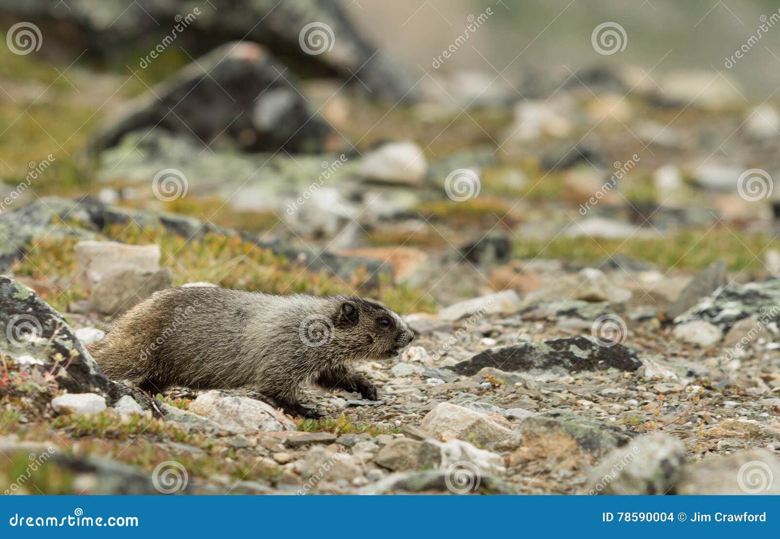 Marmot stock photo. Image of rock, wild, animal, face - 78590004