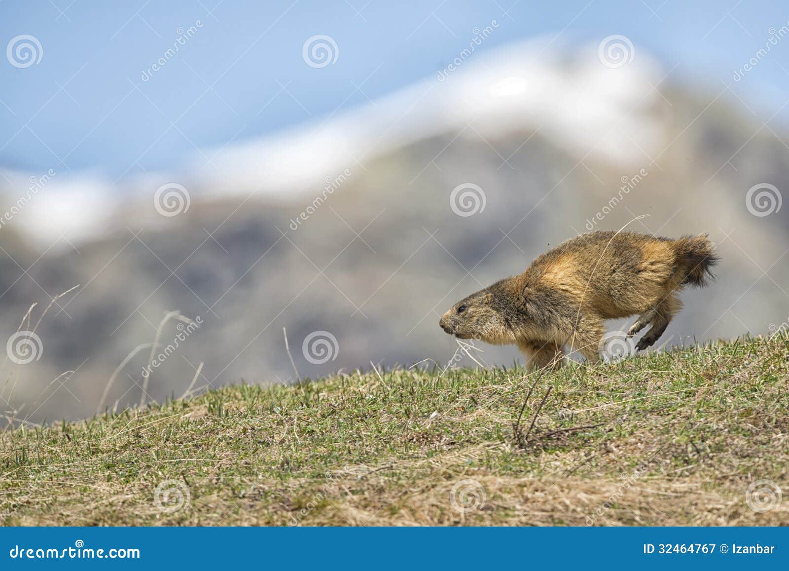 A Marmot while running stock image. Image of glacier - 32464767