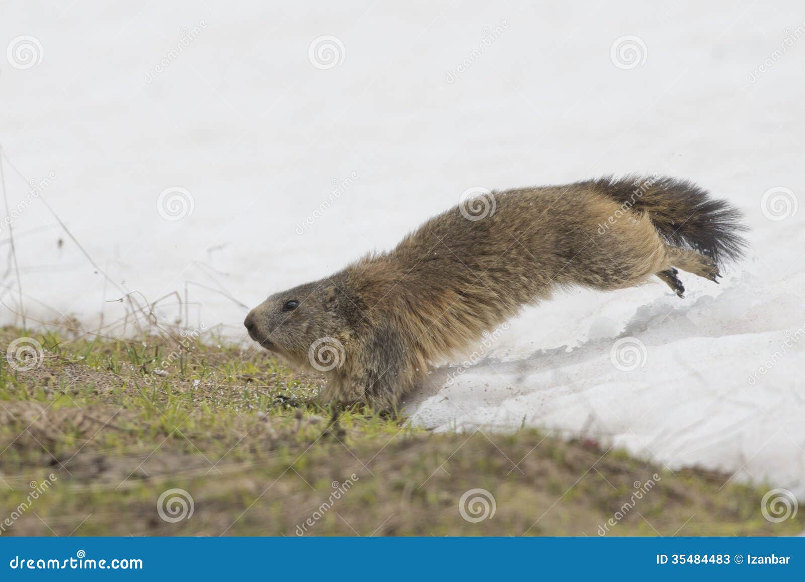 Marmot while Running on the Snow Stock Image - Image of marmot, frozen ...