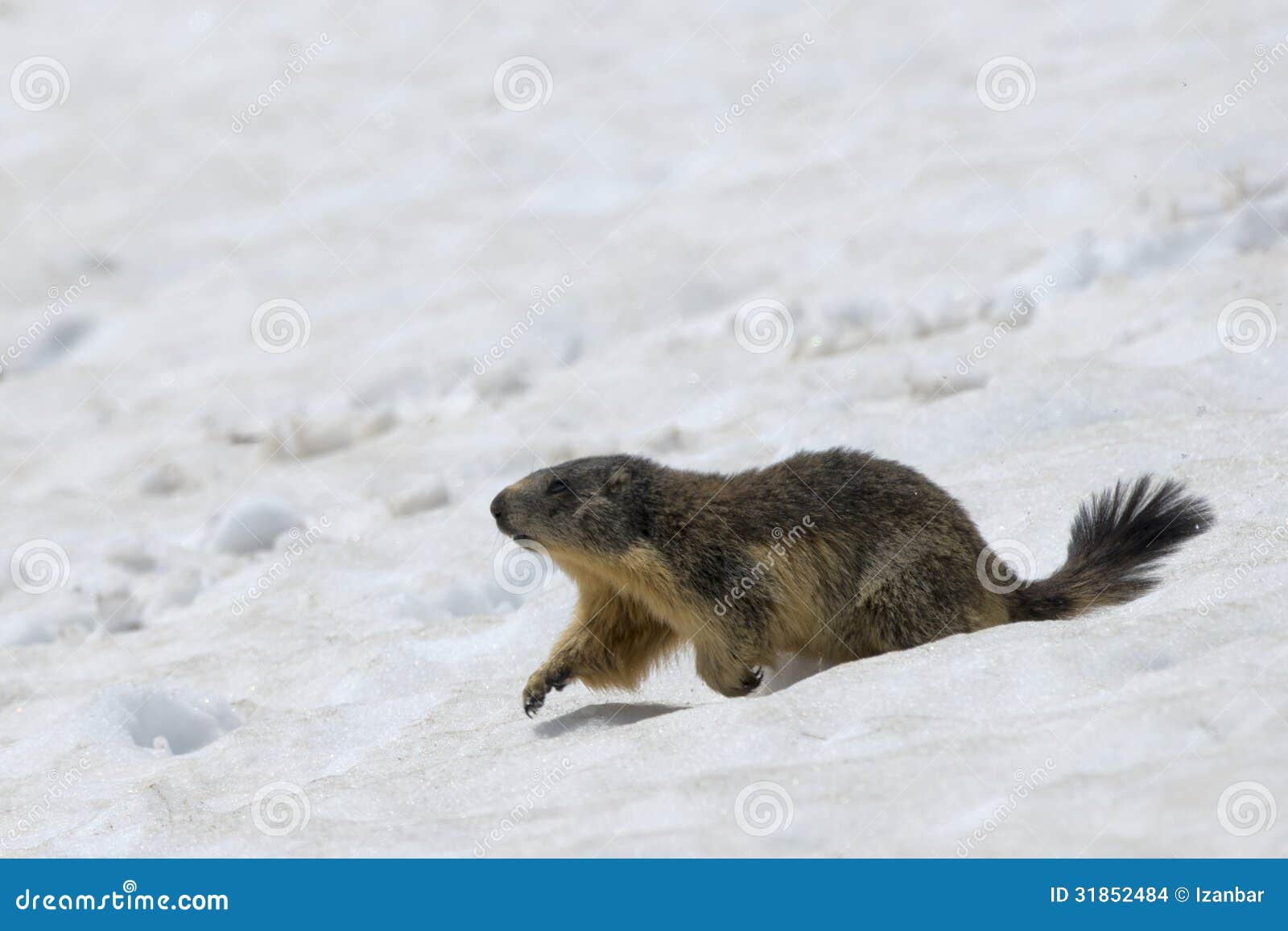 Marmot while Running on the Snow Stock Photo - Image of head, close ...