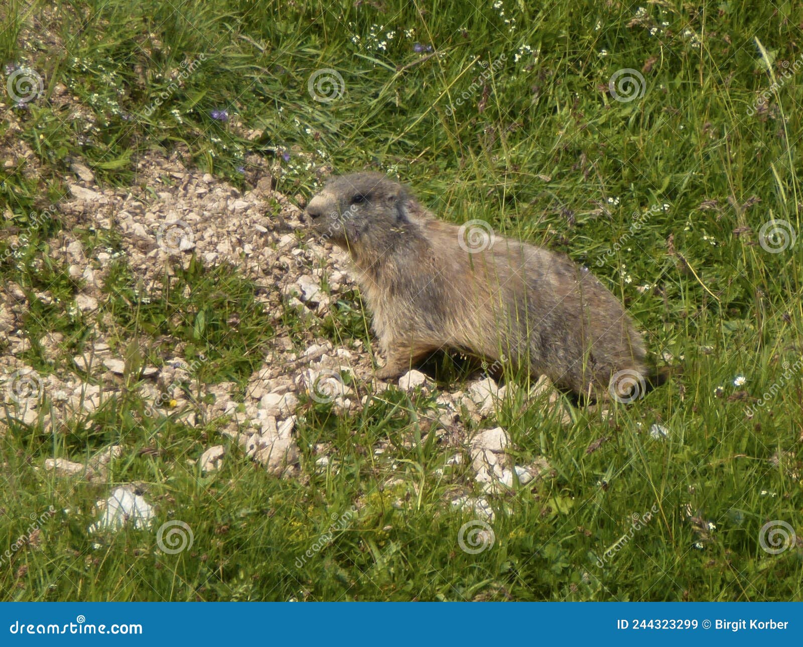 Marmot at Schildenstein Mountain, Bavaria, Germany Stock Image - Image ...