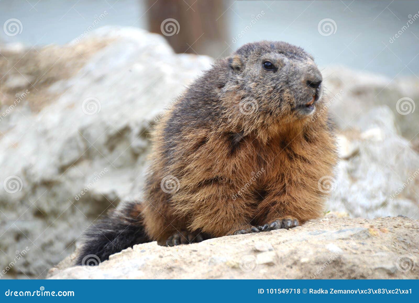 Marmot sitting on cliff stock photo. Image of fauna - 101549718