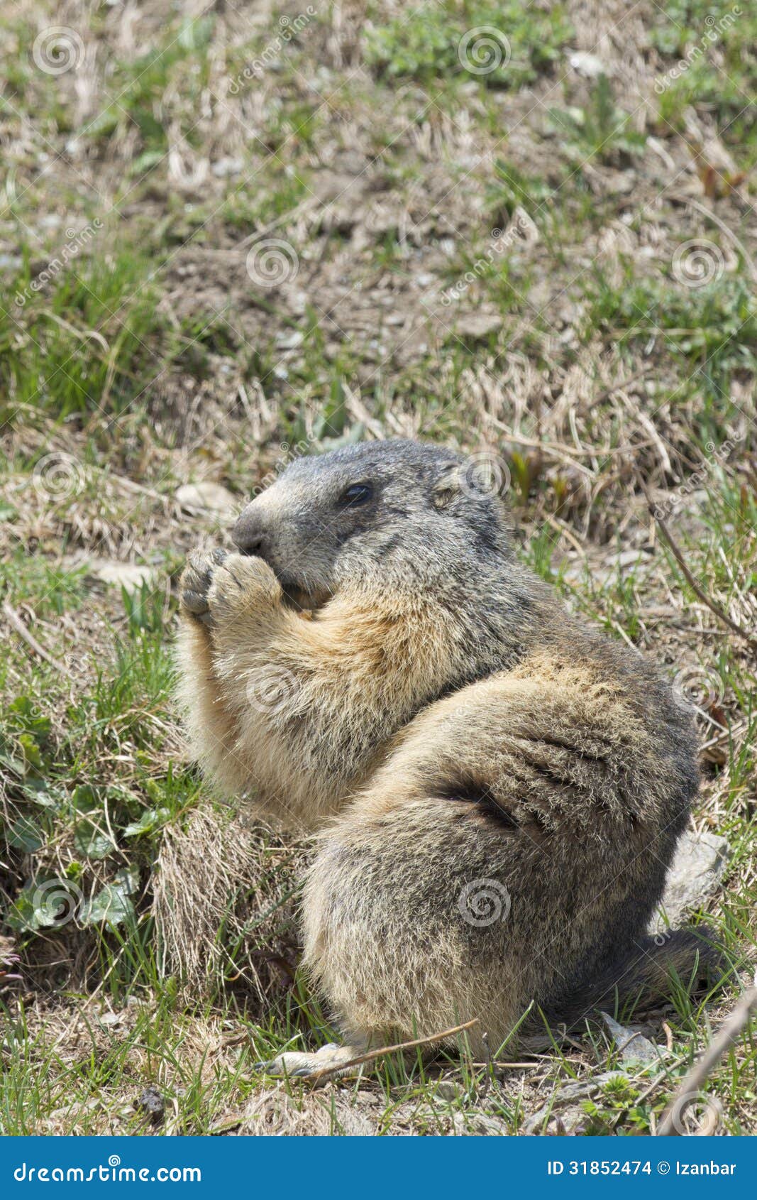 Marmot sitting and eating stock photo. Image of meal - 31852474