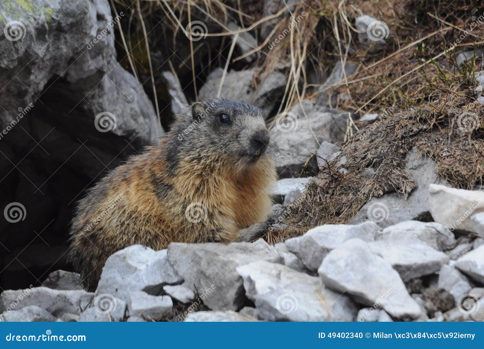 Marmot stock photo. Image of marmot, hightatras, sitting - 49402340