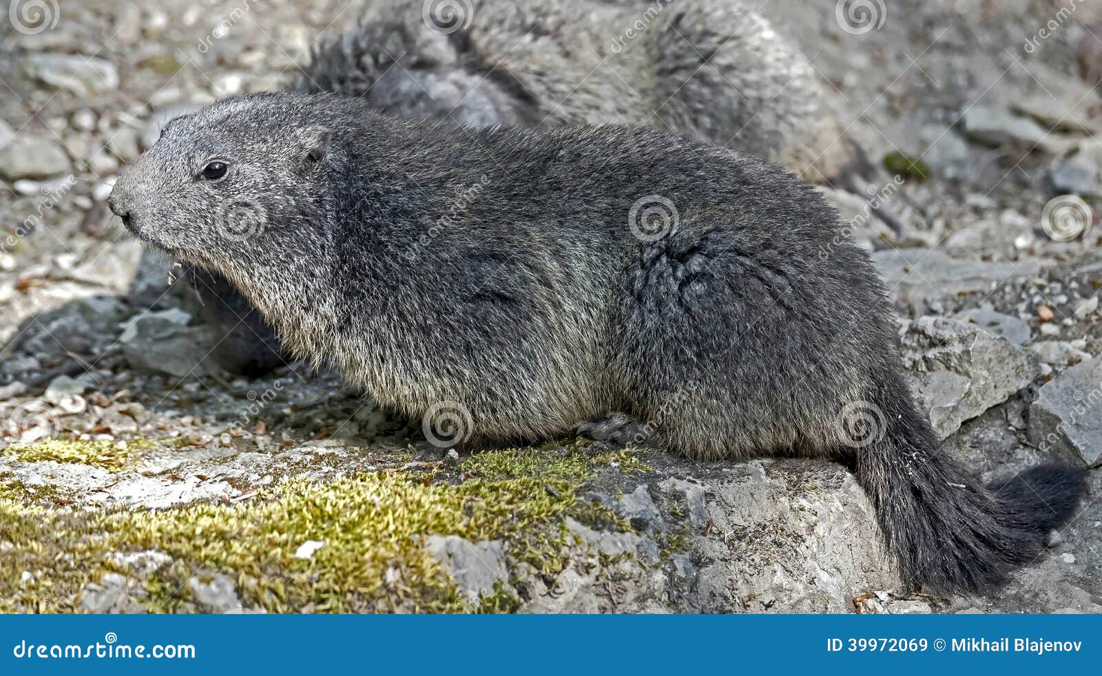 Marmot 4 stock image. Image of zoology, population, burrow - 39972069