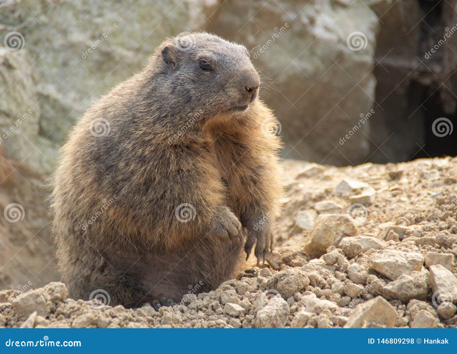 Marmot sitting on a rock stock photo. Image of ground - 146809298