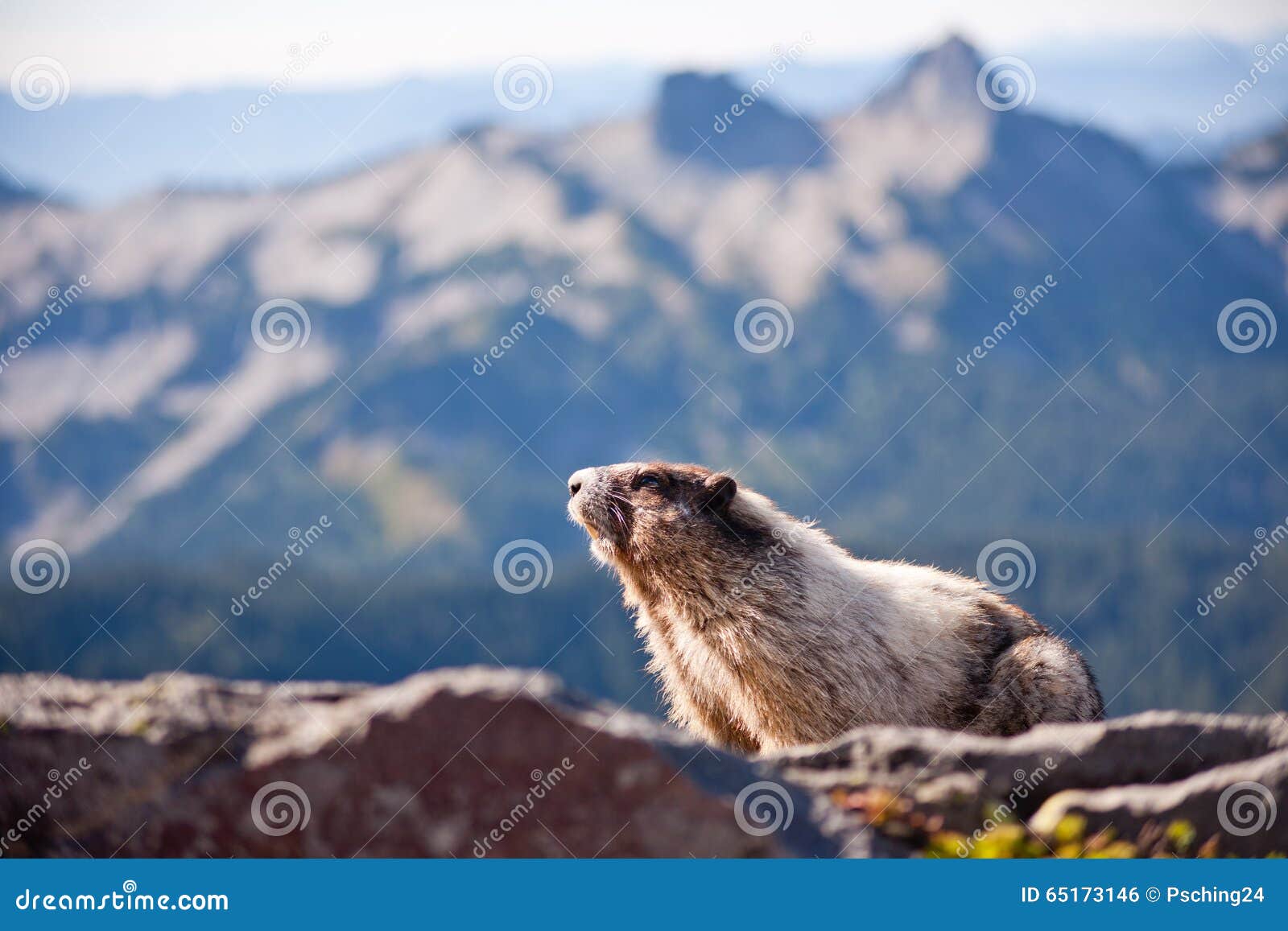 Marmot sitting on a rock stock photo. Image of marmot - 65173146