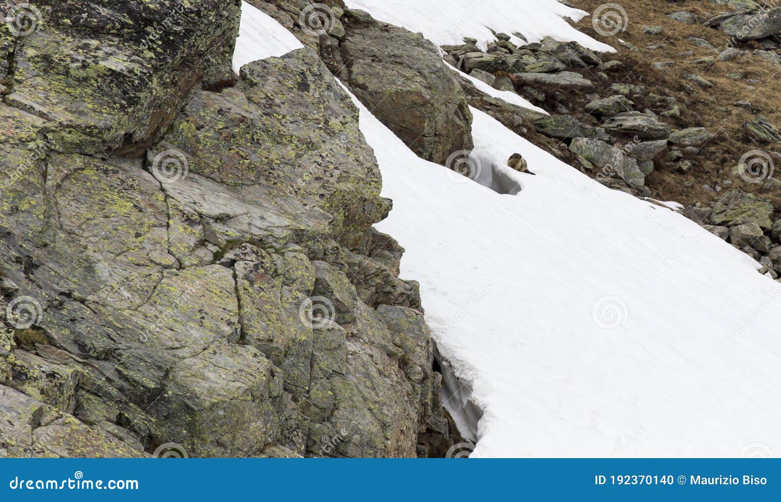 A marmot in the snow stock photo. Image of mountain - 192370140