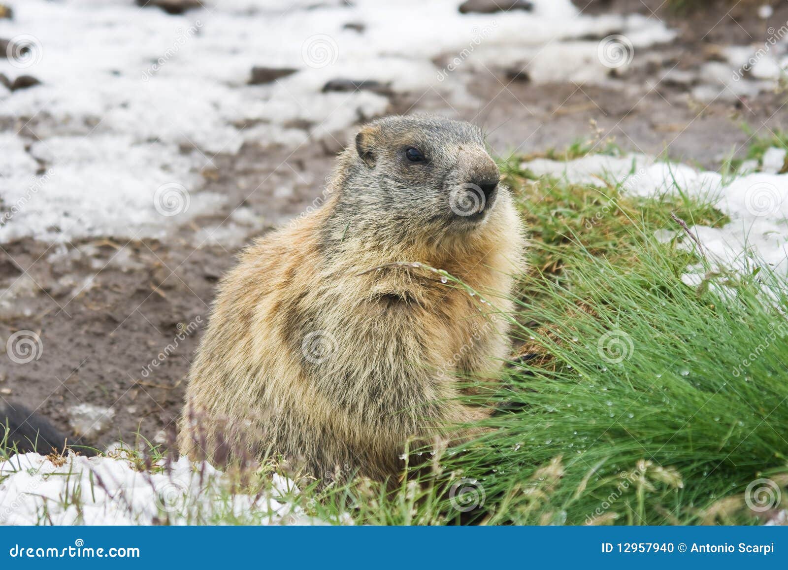 Marmot on snowy land stock photo. Image of meadow, high - 12957940