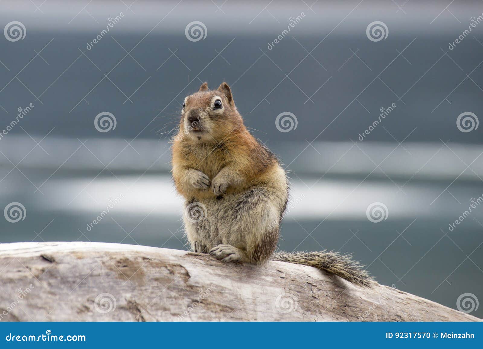 Marmot Standing on Back Legs Stock Photo - Image of back, legs: 92317570