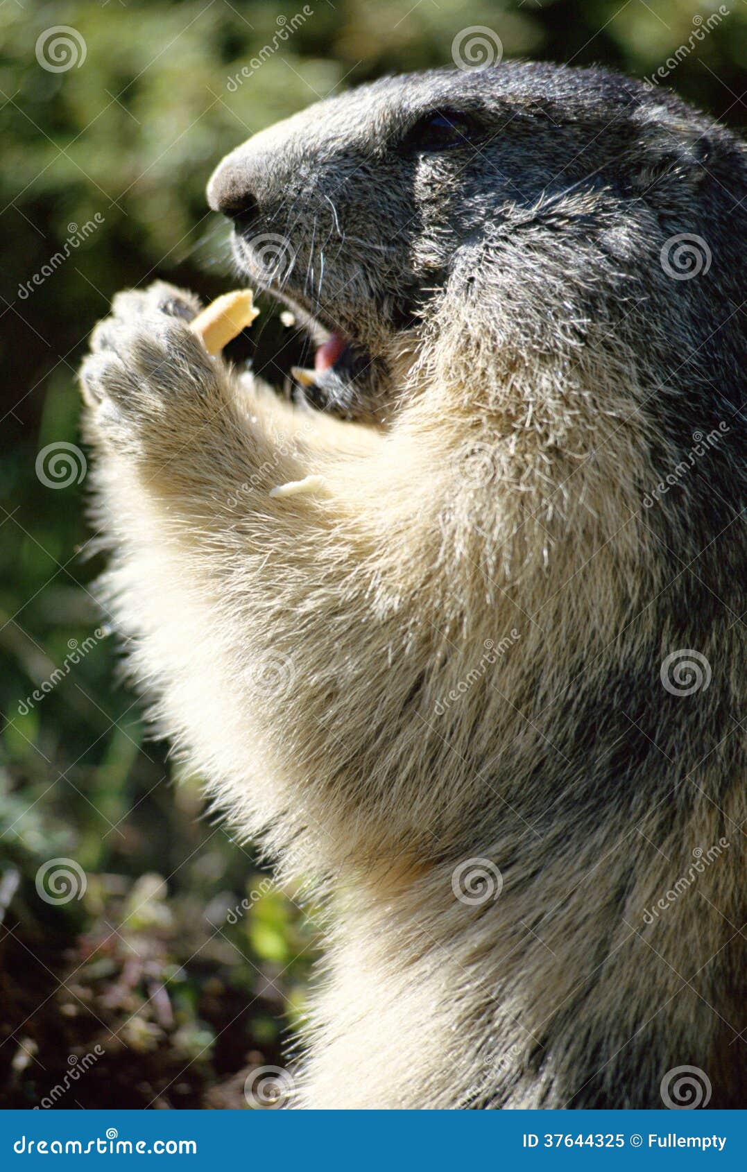 Marmot Standing and Eating a Piece of Bread Stock Image - Image of ...