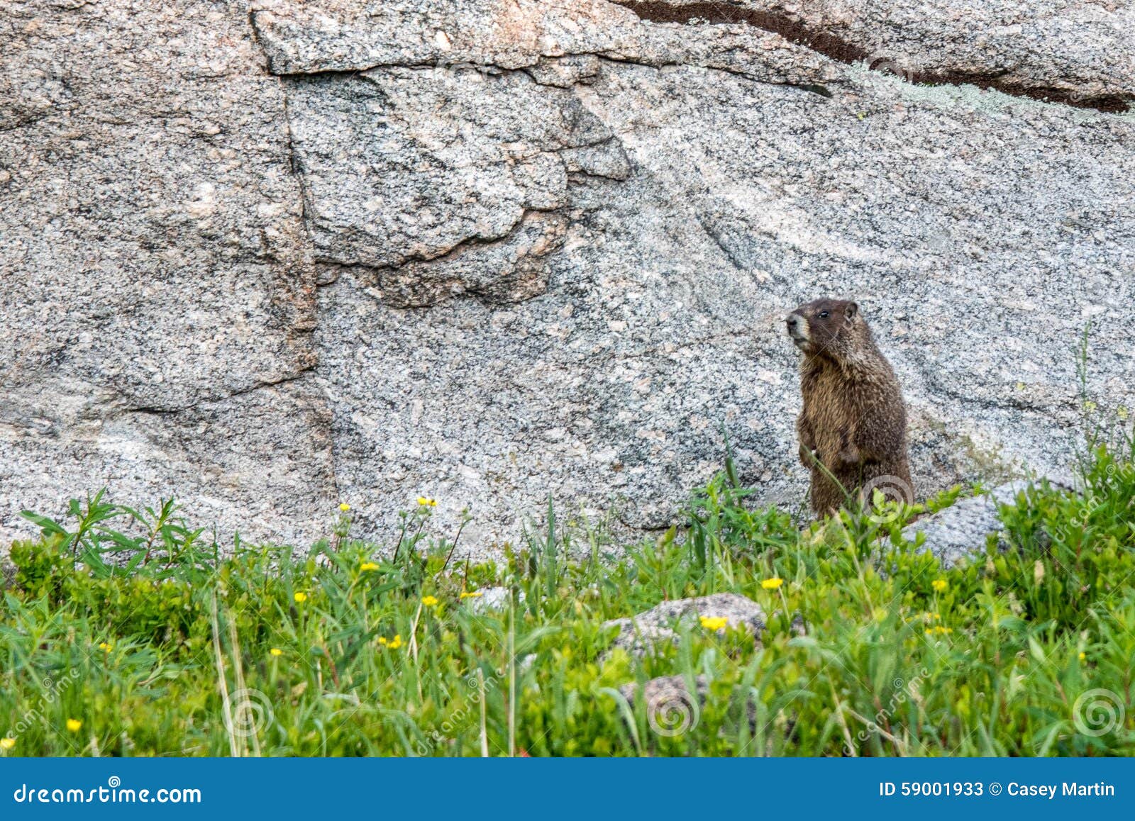Marmot Standing on Grass in Front of a Rock Stock Image - Image of rock ...