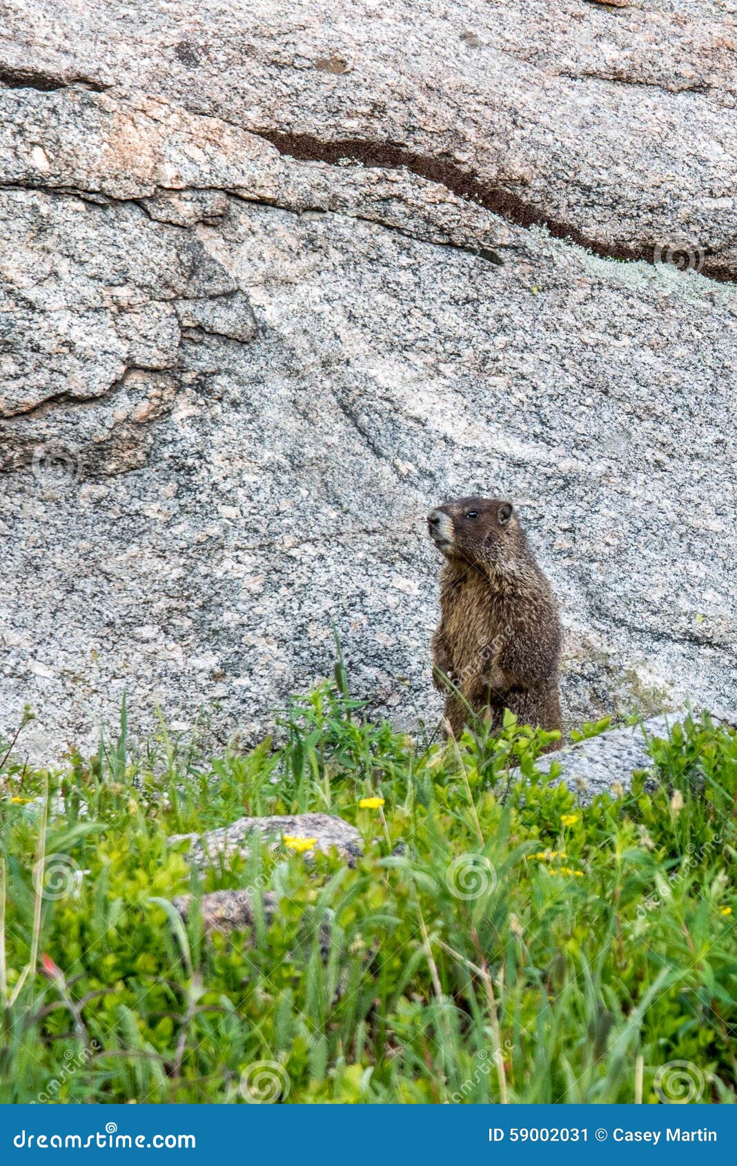 Marmot Standing on Grass in Front of a Rock Stock Image - Image of view ...
