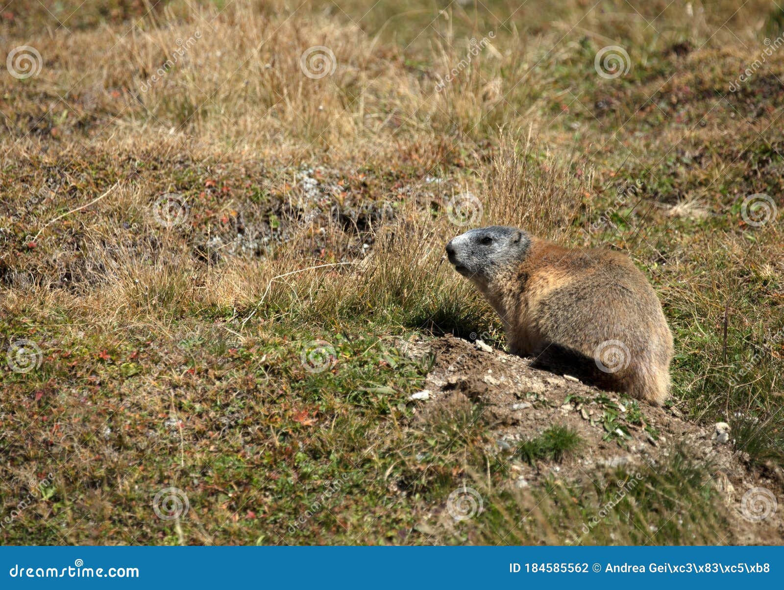 Marmot standing guard stock photo. Image of europe, tirol - 184585562