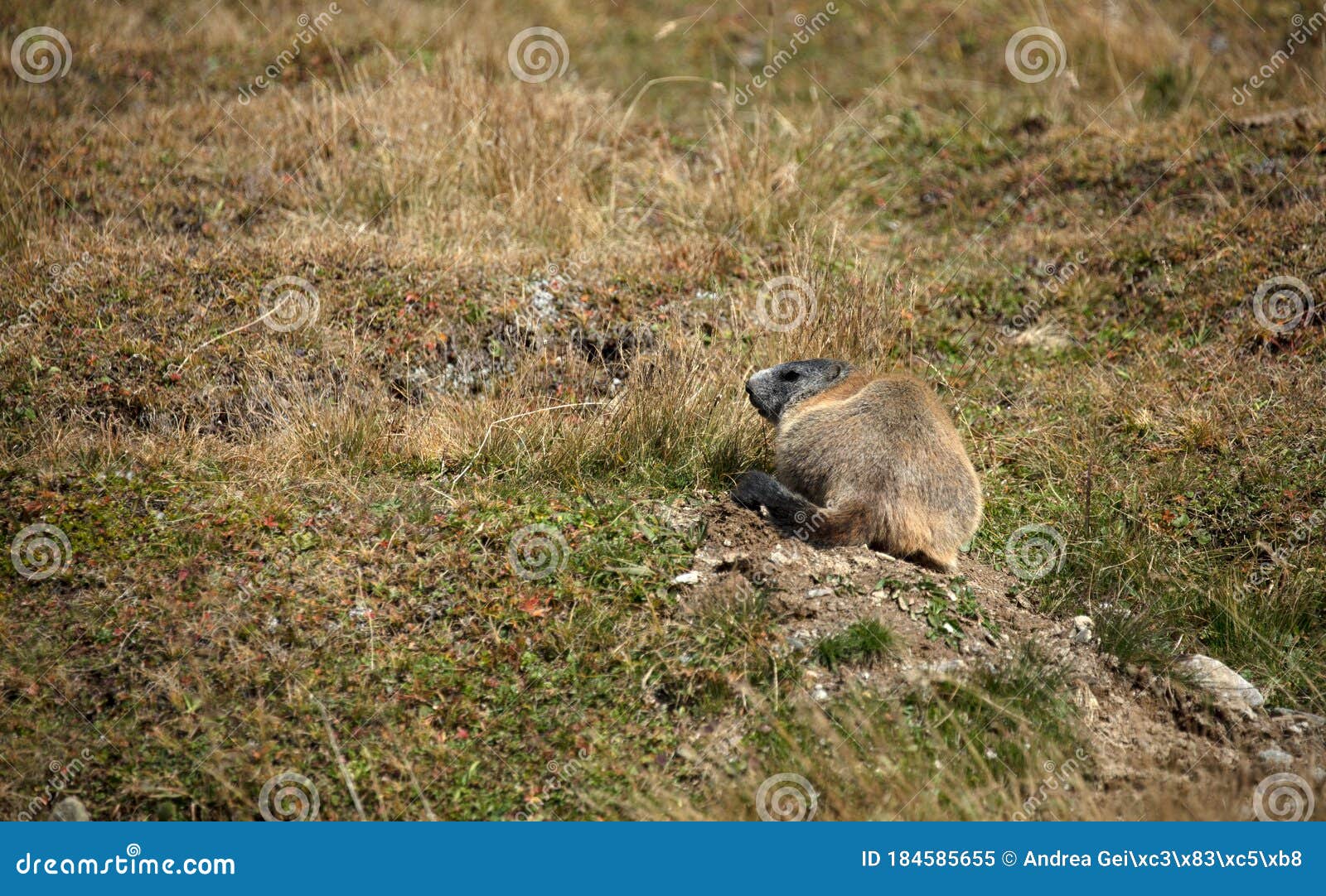 Marmot standing guard stock image. Image of rodent, curious - 184585655