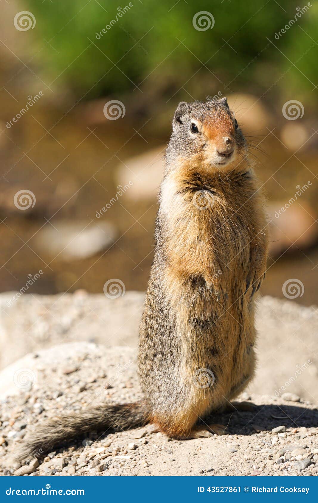 Marmot standing stock image. Image of attention, brown - 43527861