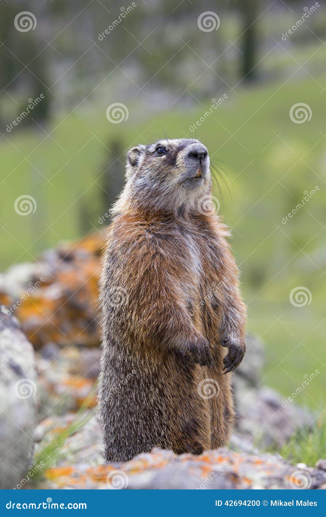Marmot Standing Up Looking Curious Stock Photo - Image of looking, fero ...