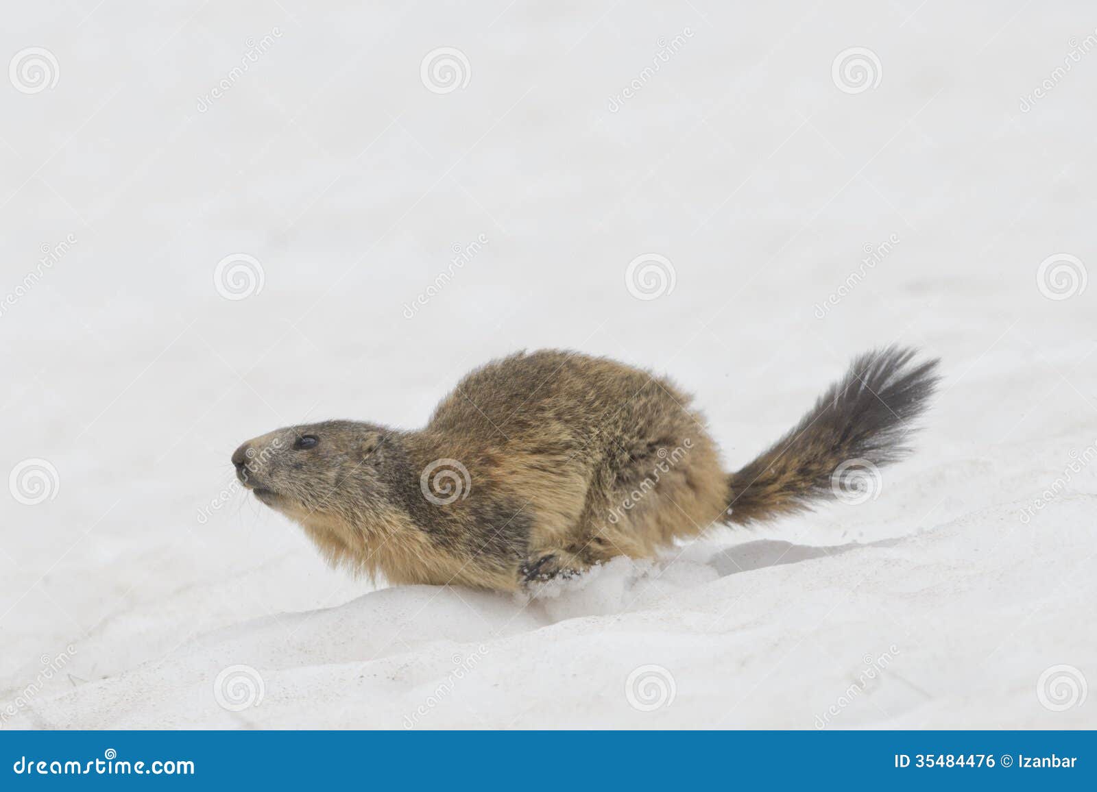 Marmot Terwijl Het Lopen Op De Sneeuw Stock Foto - Image of bruin ...