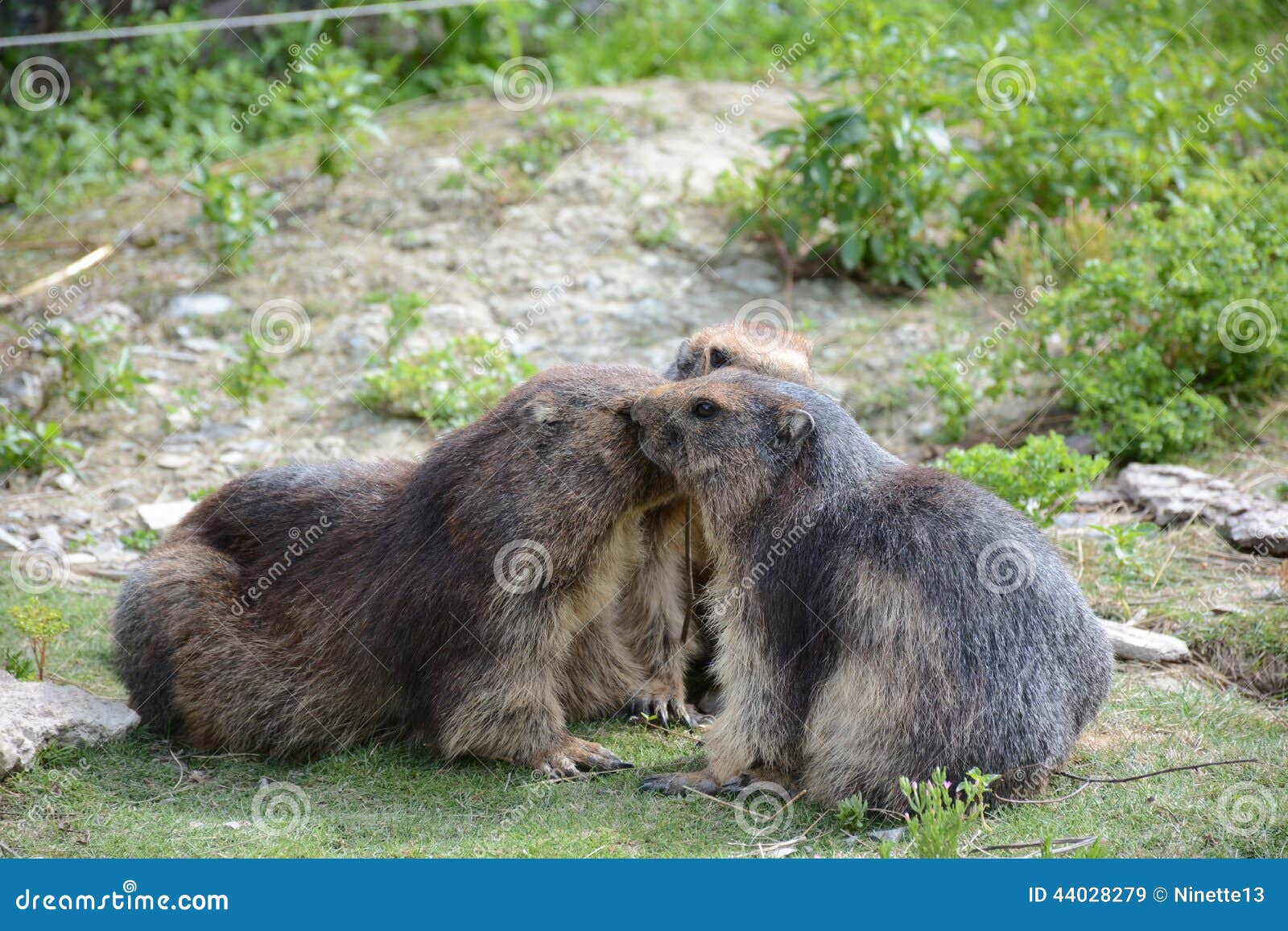 Marmot stock image. Image of marmots, rodent, sciuridacopy - 44028279