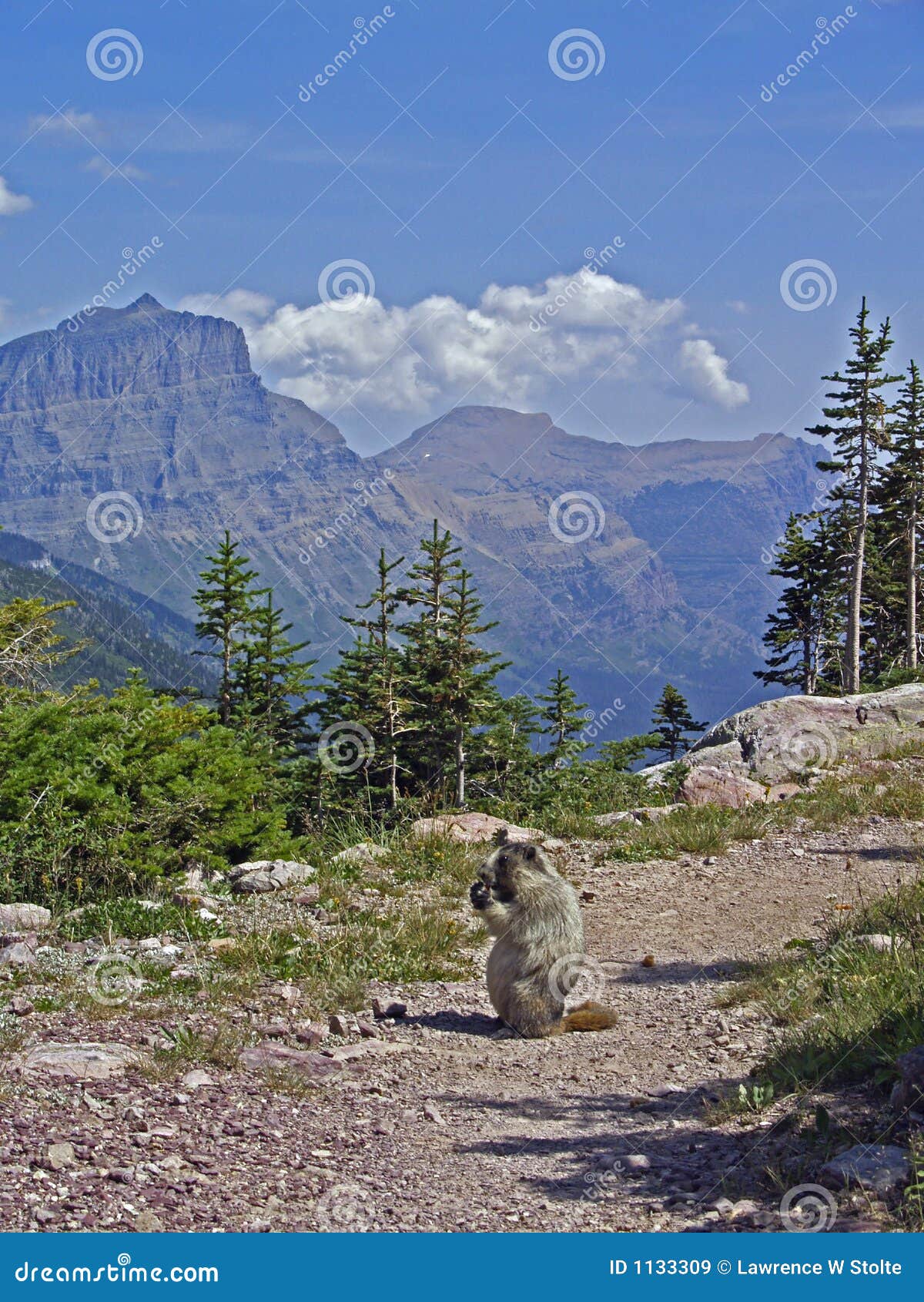 Marmot on Trail stock image. Image of wildlife, trees - 1133309