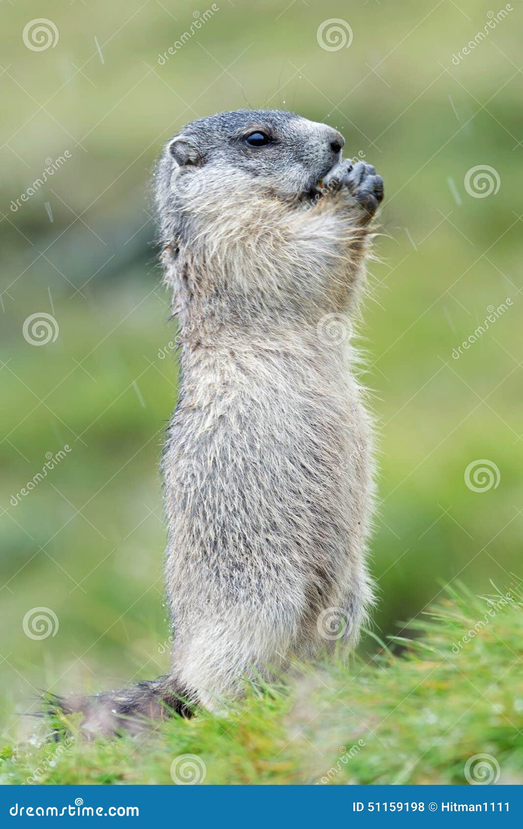 Marmot stock photo. Image of creature, alps, wildlife - 51159198