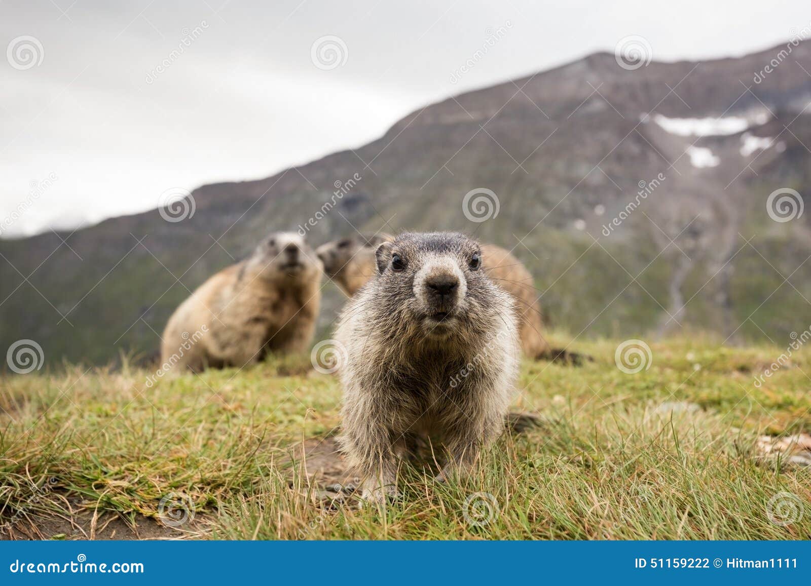 Marmot stock photo. Image of wildlife, pasture, furry - 51159222