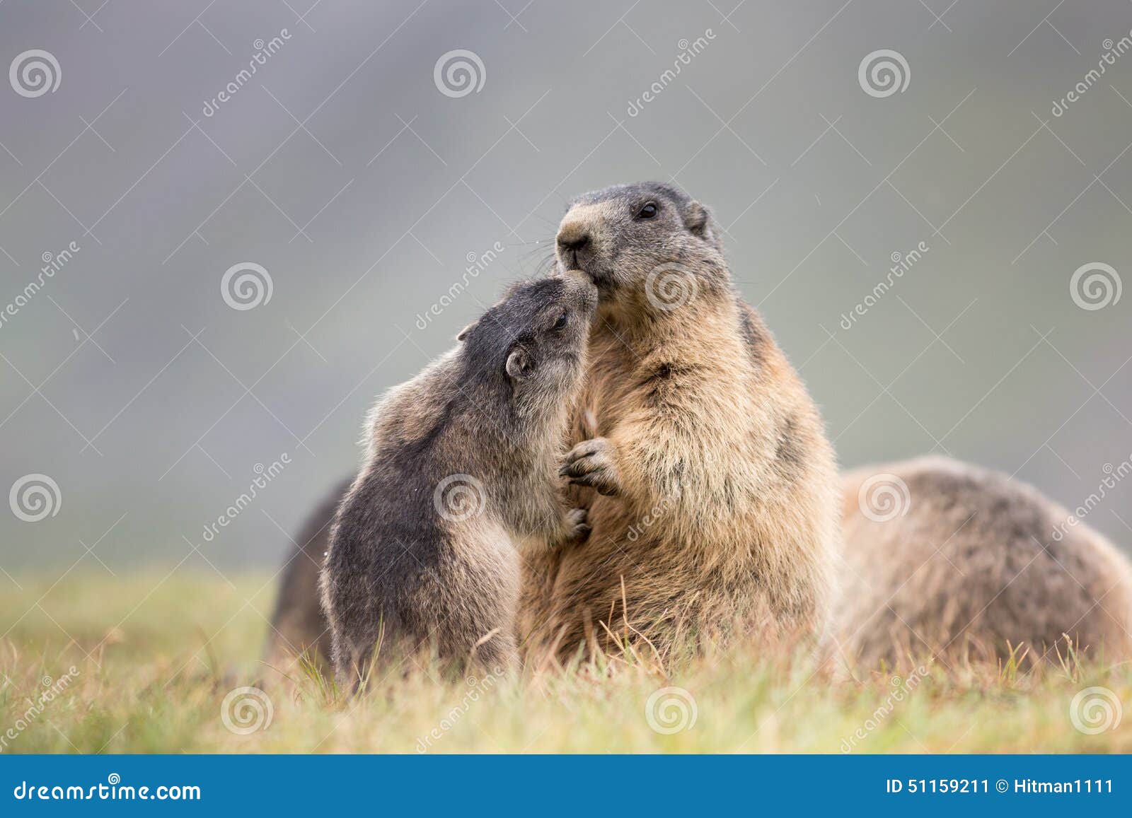 Marmot stock image. Image of marmotte, animal, creature - 51159211