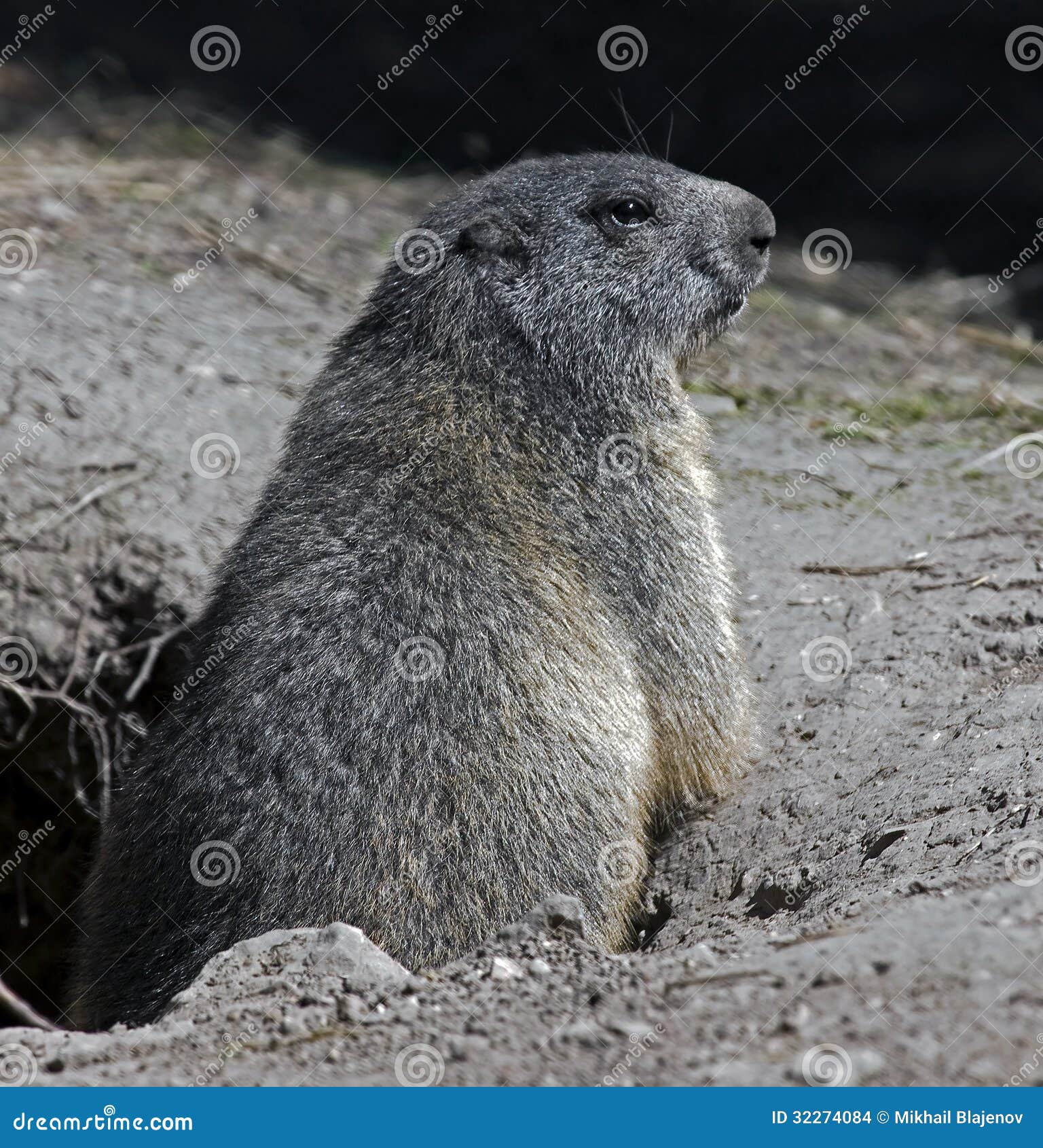 Marmot 3 stock photo. Image of fauna, herbivore, population - 32274084