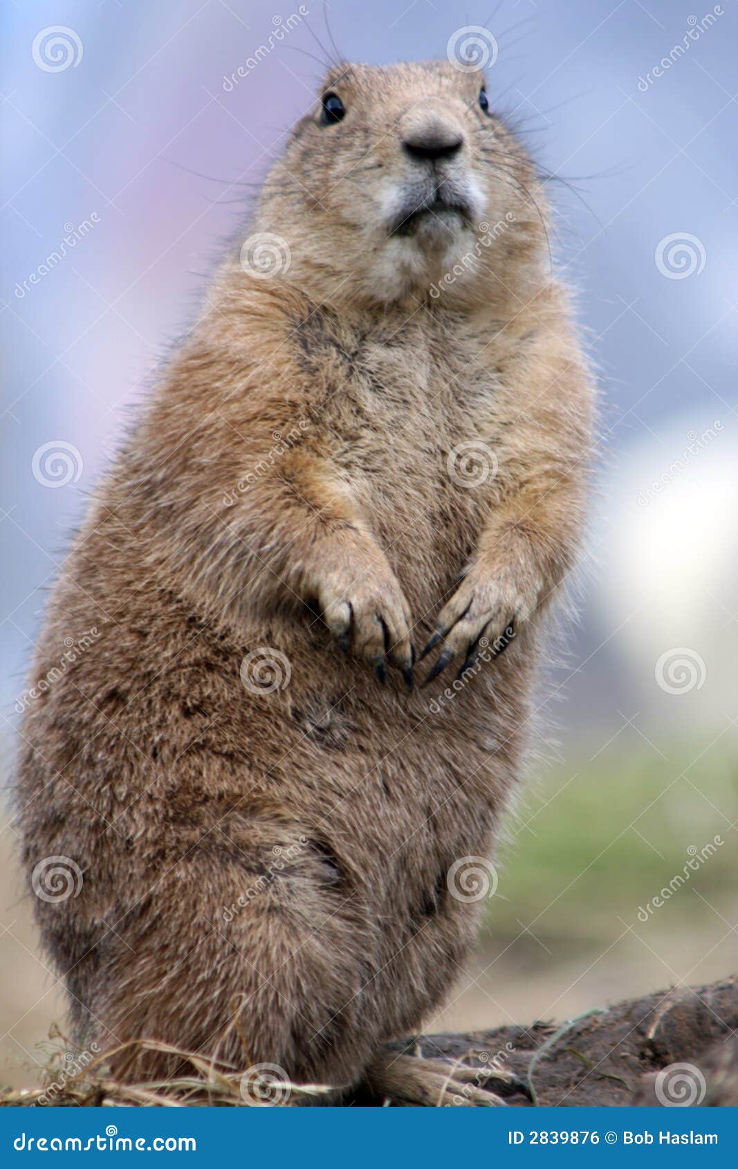 Marmota foto de archivo. Imagen de marmota, asustado, peludo - 2839876