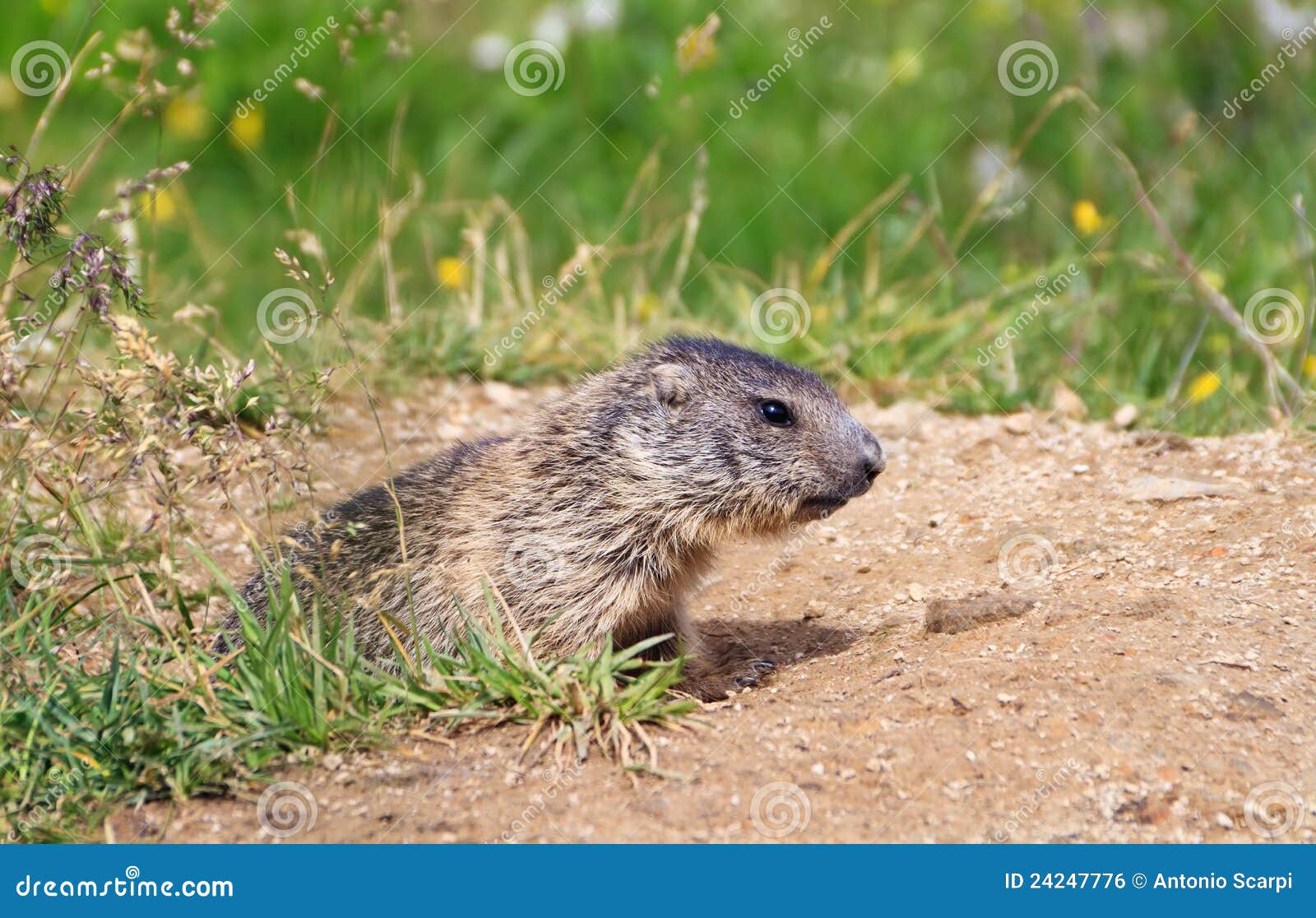 Marmota del bebé foto de archivo. Imagen de criatura - 24247776