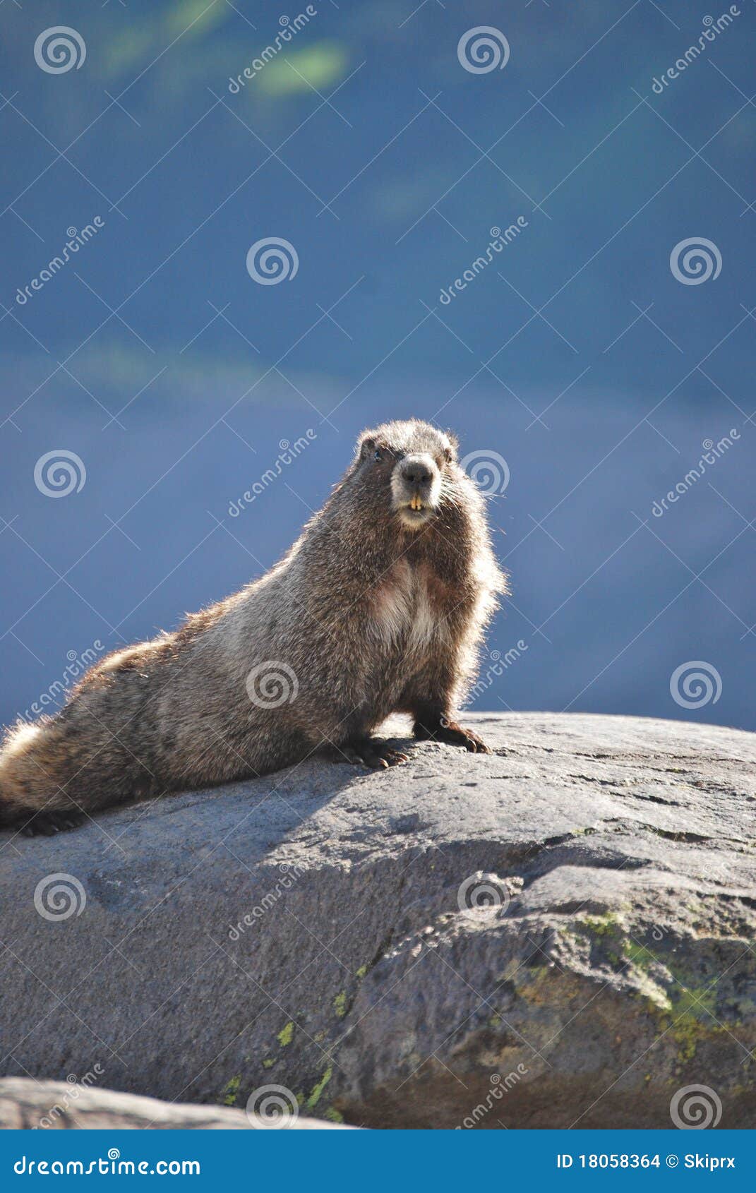 Marmota en una roca foto de archivo. Imagen de rainista - 18058364