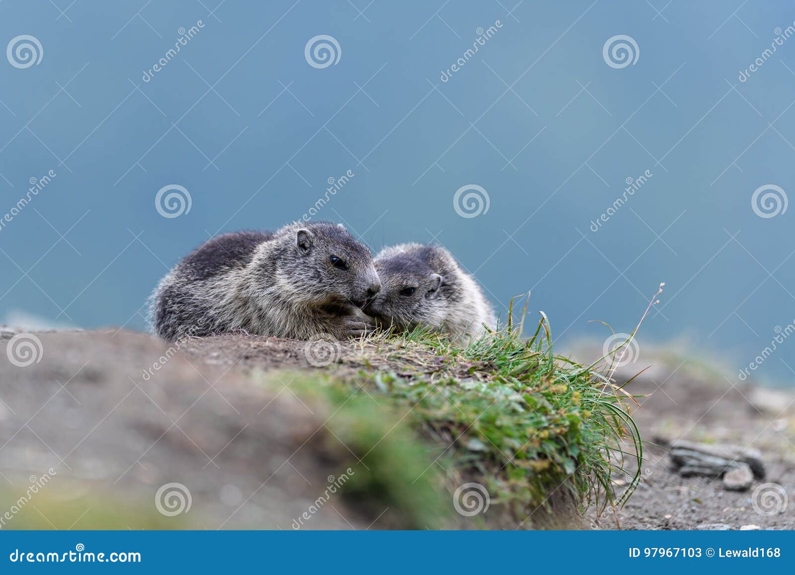 Marmota stock image. Image of mankei, holiday, murmel - 97967103