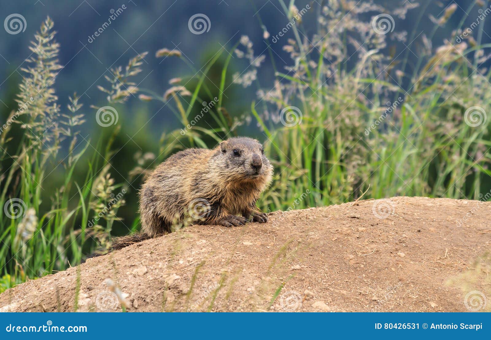 Marmota Joven En Prado Alpino Imagen de archivo - Imagen de travieso ...