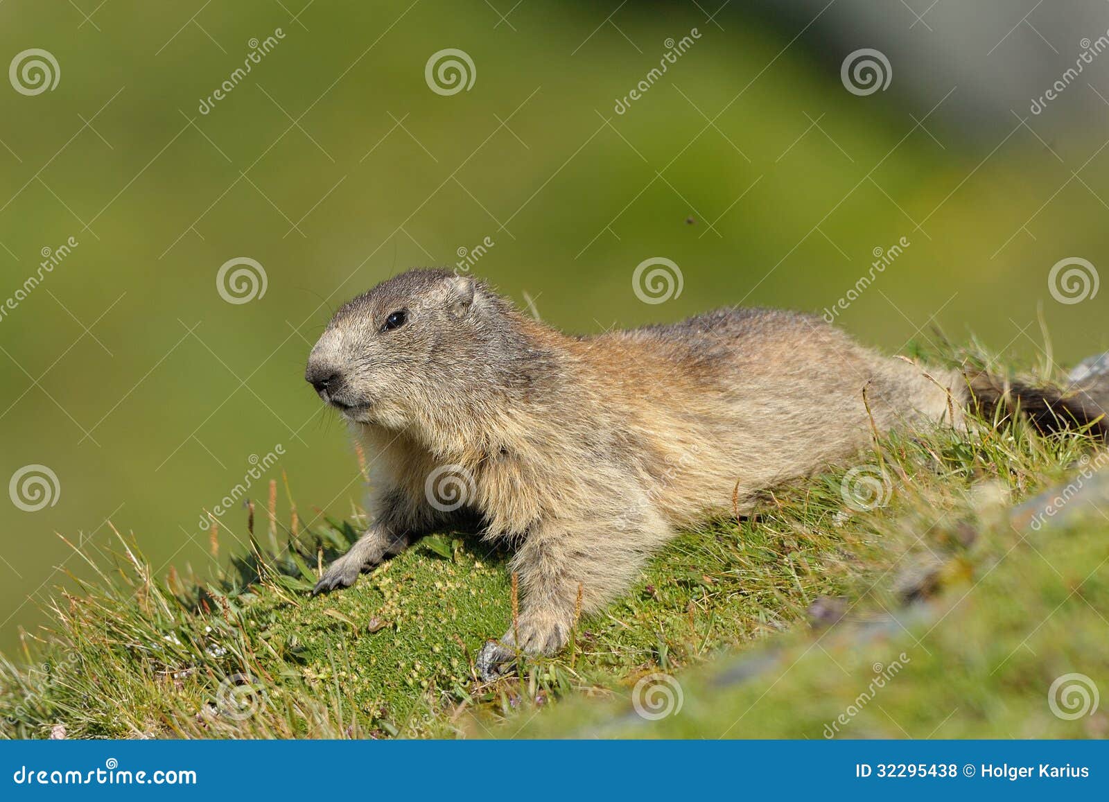 Marmota (Marmota) foto de archivo. Imagen de observar - 32295438