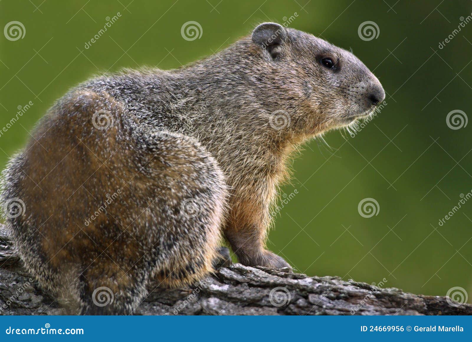 Marmota (monax de Marmata) foto de stock. Imagem de toca - 24669956