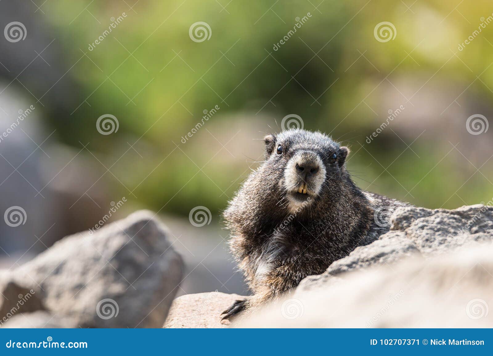 Marmota Que Muestra Sus Dientes Imagen de archivo - Imagen de curioso ...